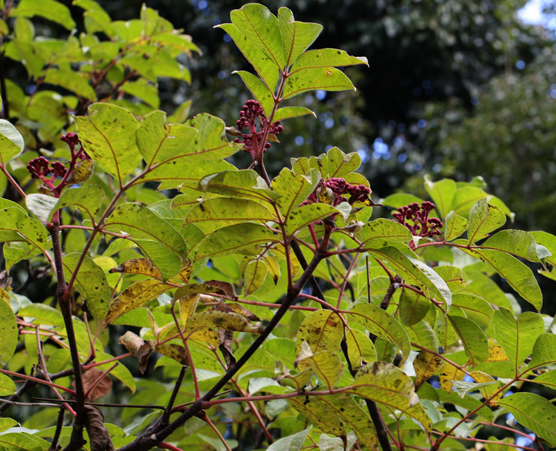 ゴシュユ Evodia rutaecarpa : 鳥平の自然だより（植物編）