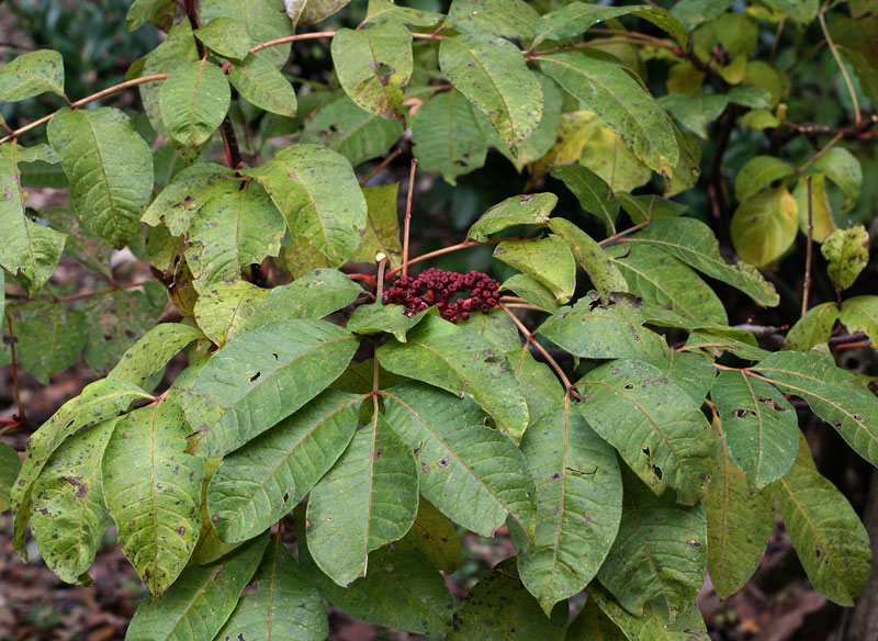 ゴシュユ Evodia rutaecarpa : 鳥平の自然だより（植物編）