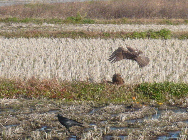 トンビとカラス : At Studio TA