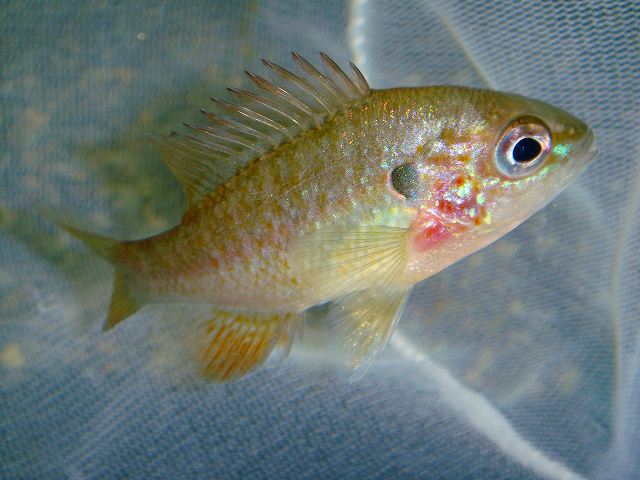 ノーマルも来たからスーパーも！！ : リミックス名東店熱帯魚