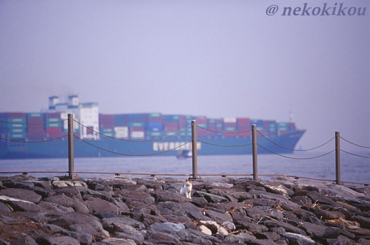 きょうは大寒 : ねこきこう