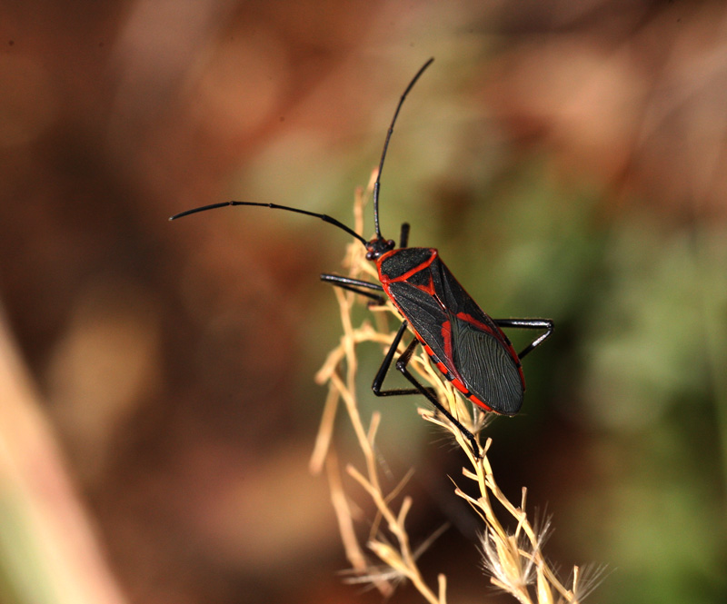 アカスジヘリカメムシ Dasynus coccocinctus : 鳥平の自然だより（動物編）