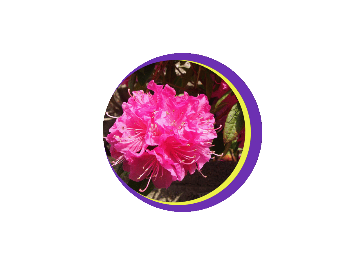 ロードデンドロン吉野 : 花ものず樹