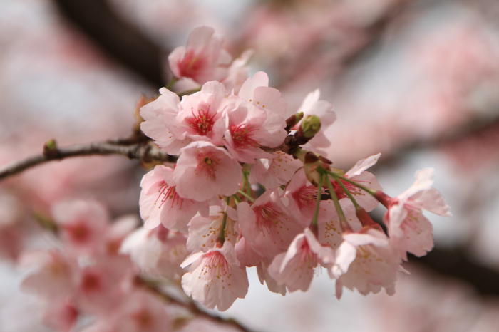 さくら その1 : ちゃげ's DIARY