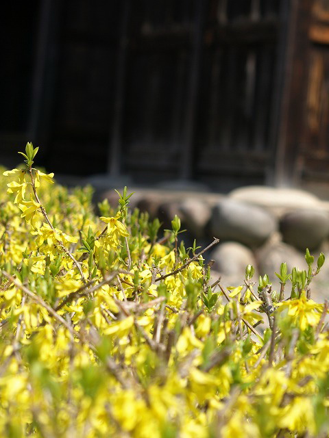 『茅葺民家と連翹（レンギョウ）の花』 : 自然風の自然風だより
