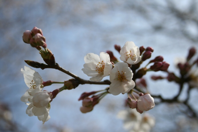 2010年3月27日 タケノコ堀り…… : じゃこてんのつぶやき