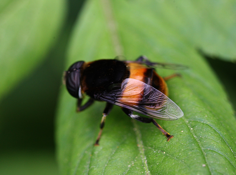 オオハナアブ Phytomia zonata : 鳥平の自然だより（動物編）