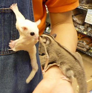 白蛇ならぬ白モモンガ！！ : ナゴヤドーム前リミックス ペポニブログ