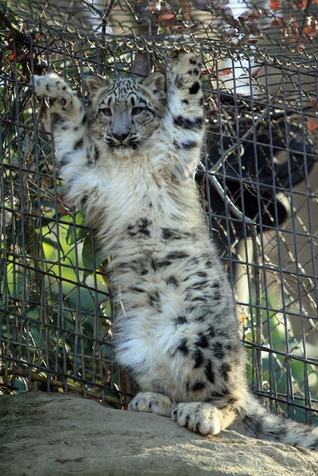 「ユキチ」の登頂 : 動物園放浪記