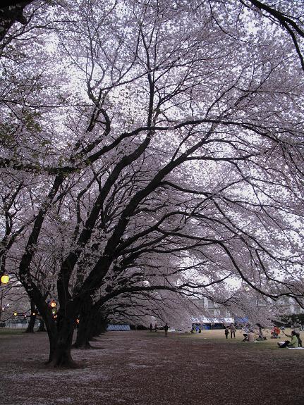 The Last さくら : さいたま日記