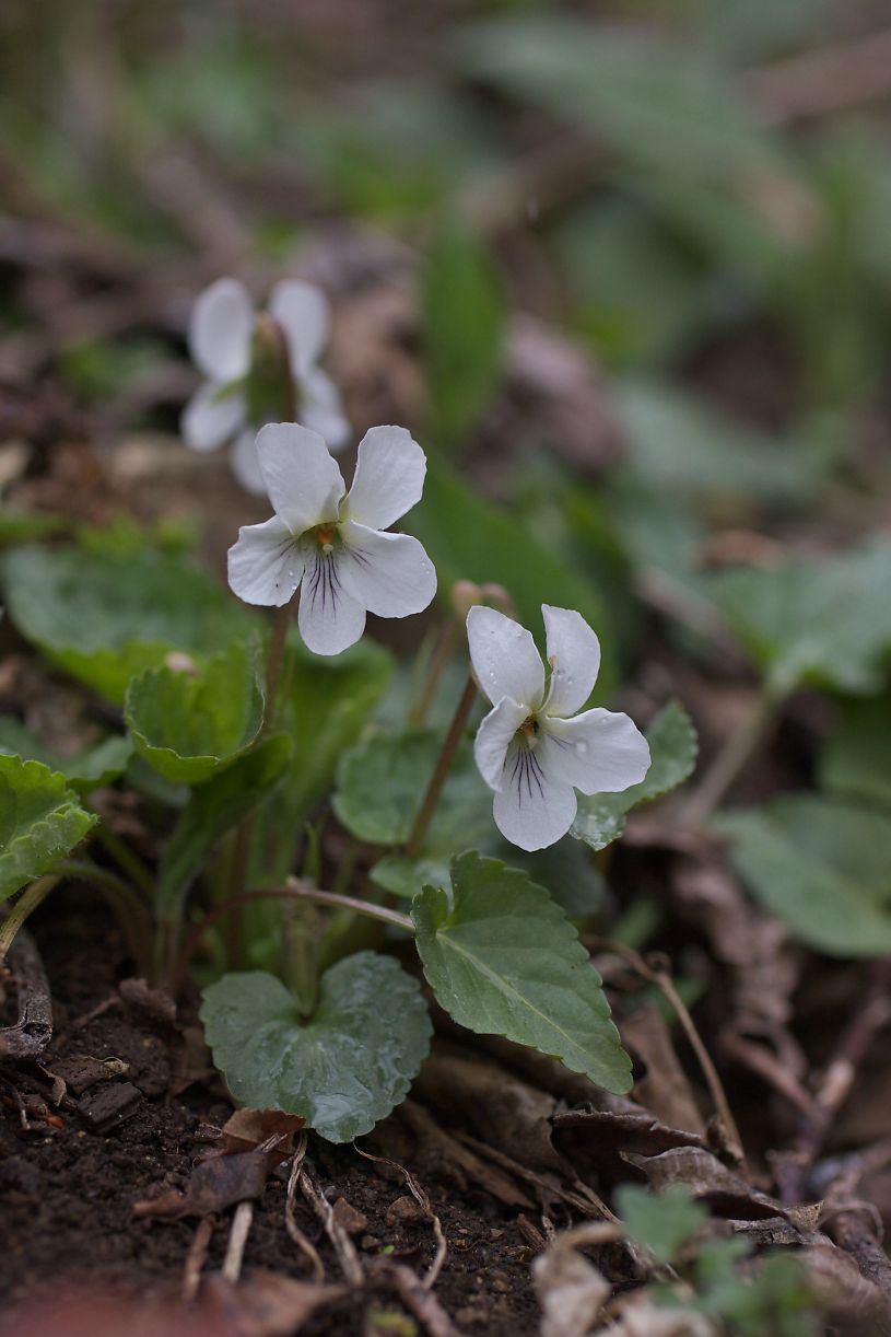 スミレ前線 : 暮らしは分が大事です。気楽がなにより薬です。