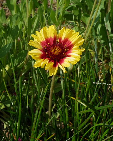 天人菊、西洋鋸草、オダマキ三種、君子蘭、コトネアスター、ホットリップス : 風に吹かれて