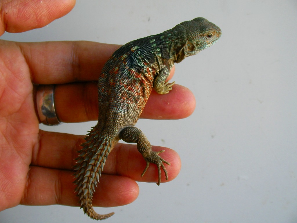 Ctenosaura defensor!!!!!!! : みなと店発！ペポニまねーじゃーブログ。