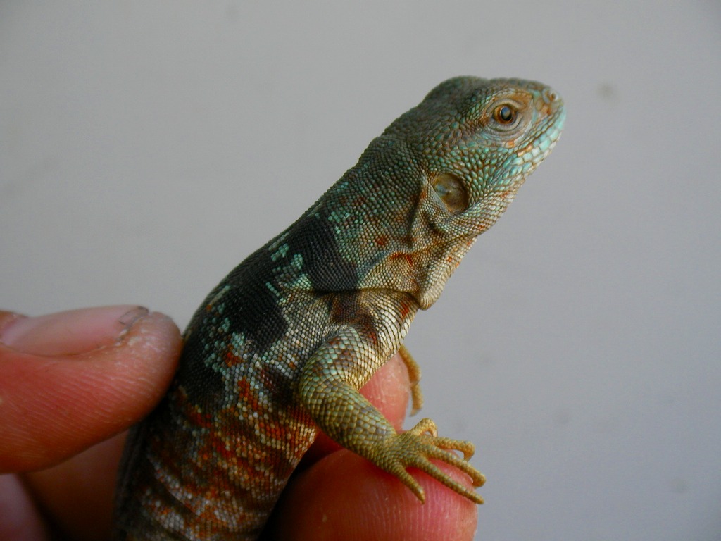 Ctenosaura defensor!!!!!!! : みなと店発！ペポニまねーじゃーブログ。