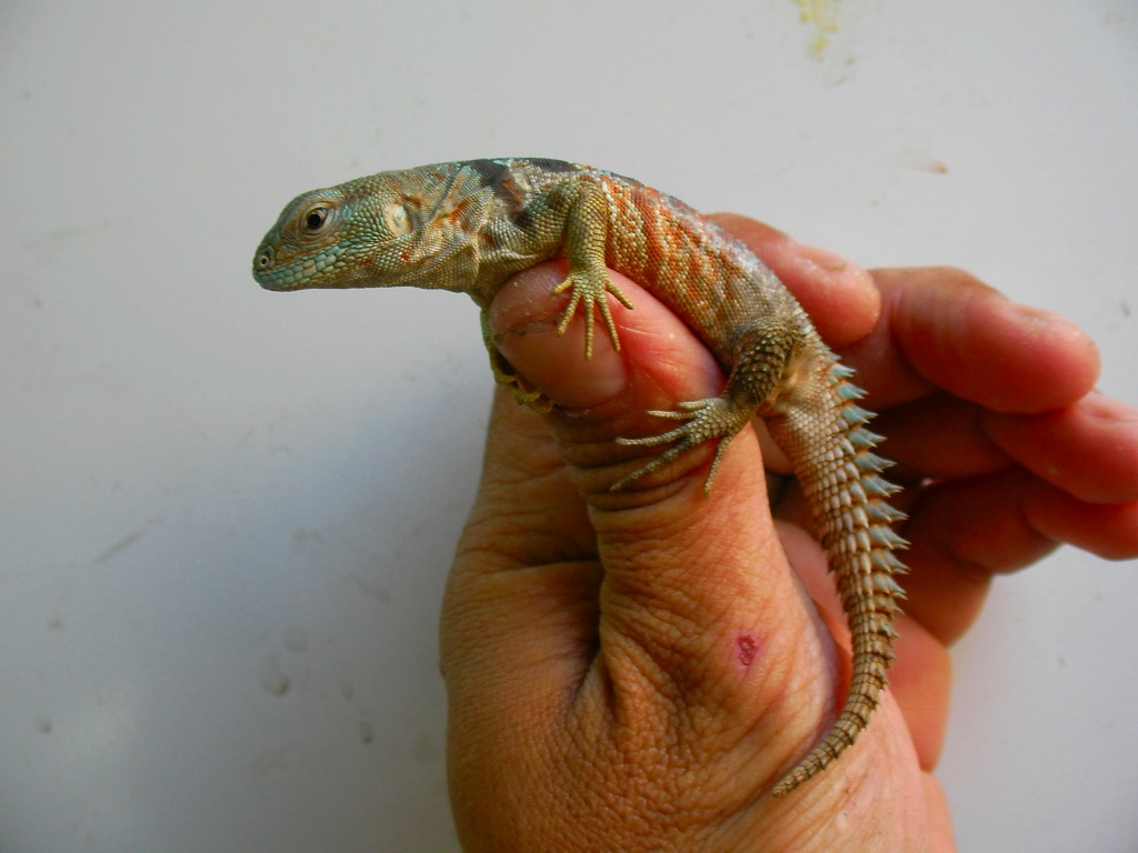 Ctenosaura defensor!!!!!!! : みなと店発！ペポニまねーじゃーブログ。