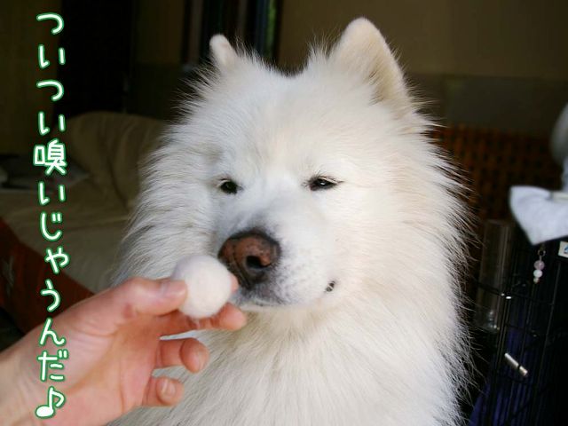 おまた毛玉 : サモエド クローカのお気楽日記