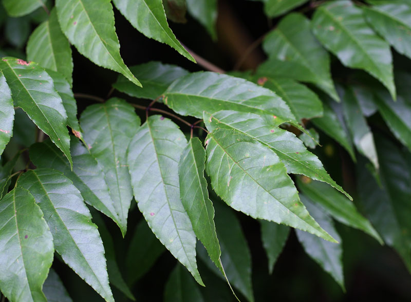 シマタゴ Fraxinus floribunda : 鳥平の自然だより（植物編）