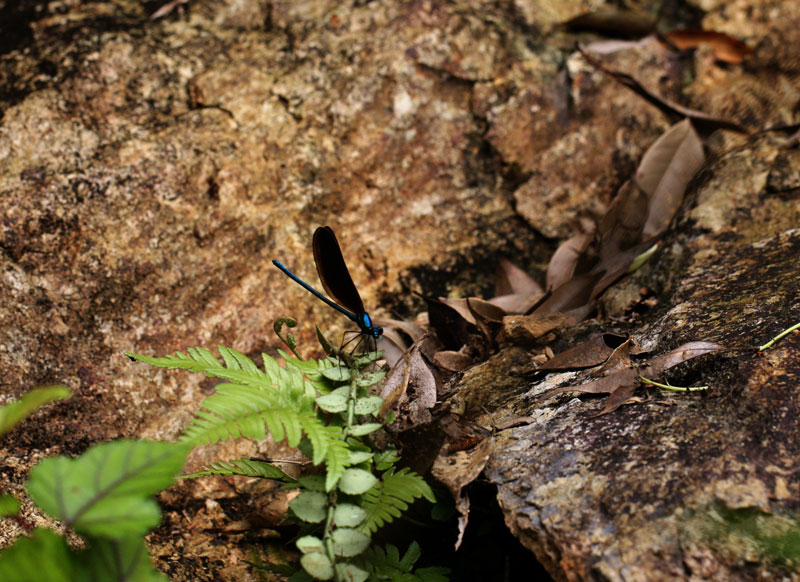 リュウキュウハグロトンボ Matrona basilaris japonica : 鳥平の自然だより（動物編）