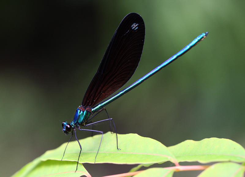 リュウキュウハグロトンボ Matrona basilaris japonica : 鳥平の自然だより（動物編）