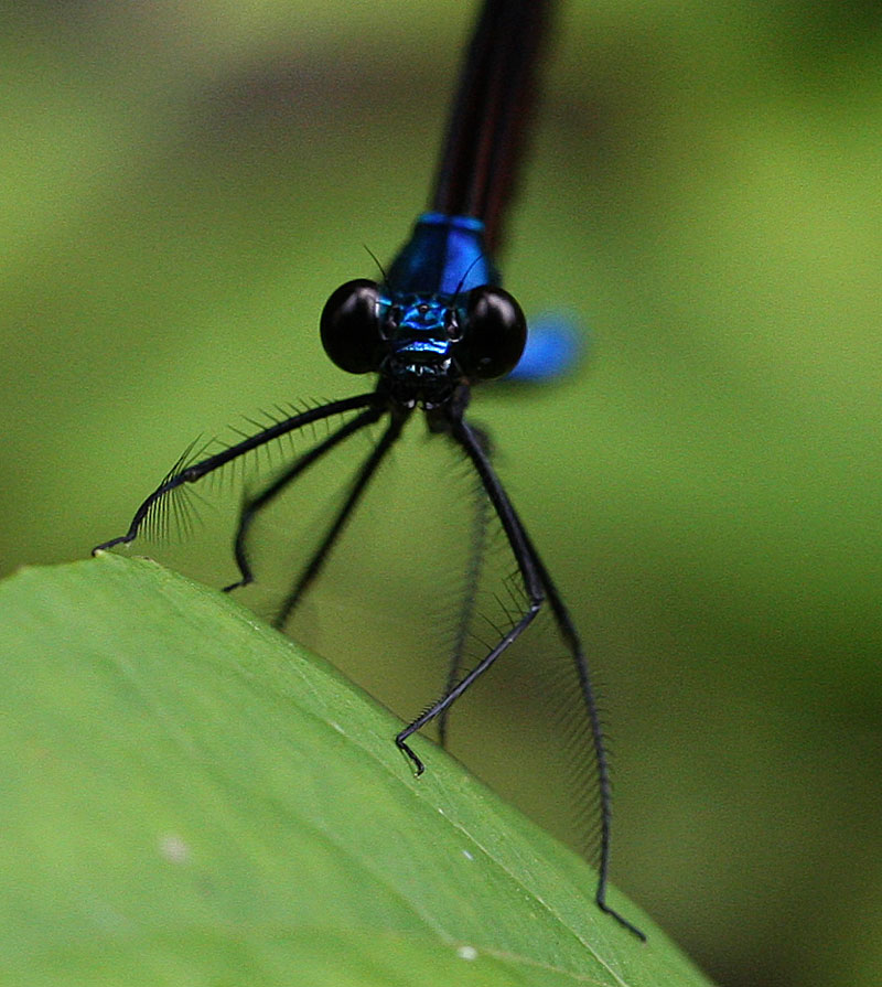 リュウキュウハグロトンボ Matrona basilaris japonica : 鳥平の自然だより（動物編）