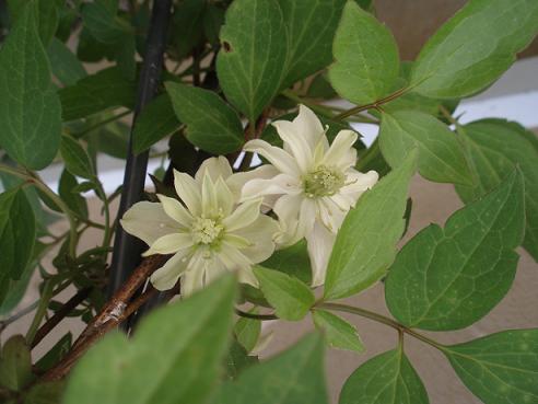 Clematis montana Starlight ： クレマチス モンタナ系 スターライト : 初めてのバラ庭づくり