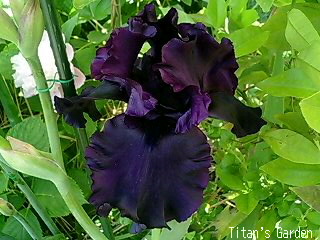 Iris 'Raven Girl' : Titan's Garden