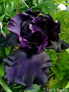 Iris 'Raven Girl' : Titan's Garden