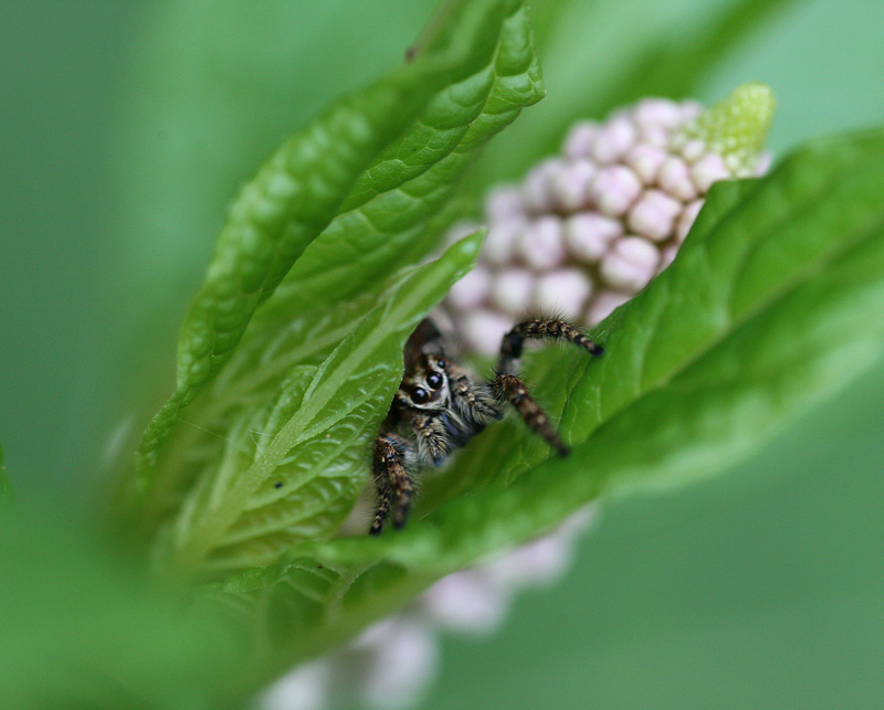 マダラスジハエトリ Plexippoides annulipedis : 鳥平の自然だより（動物編）