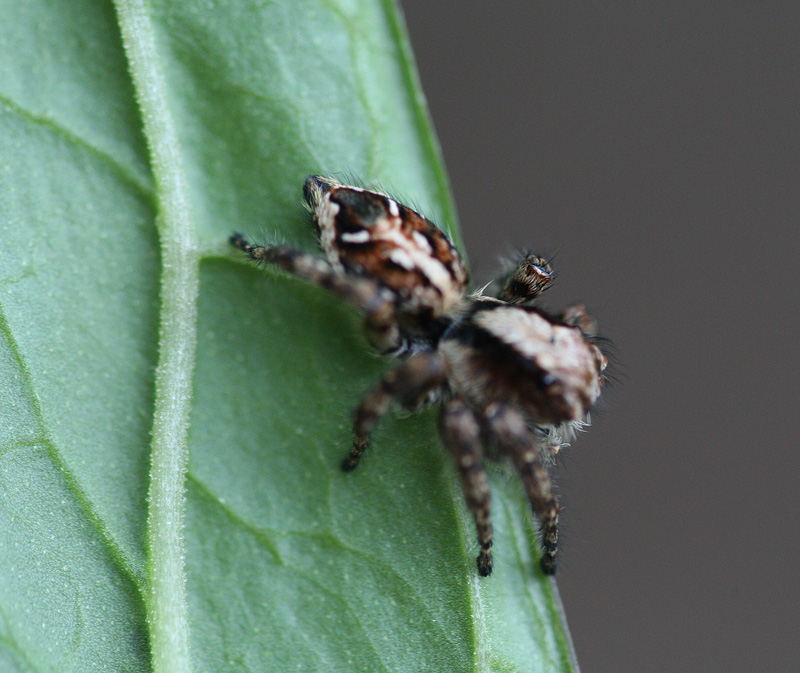 マダラスジハエトリ Plexippoides annulipedis : 鳥平の自然だより（動物編）