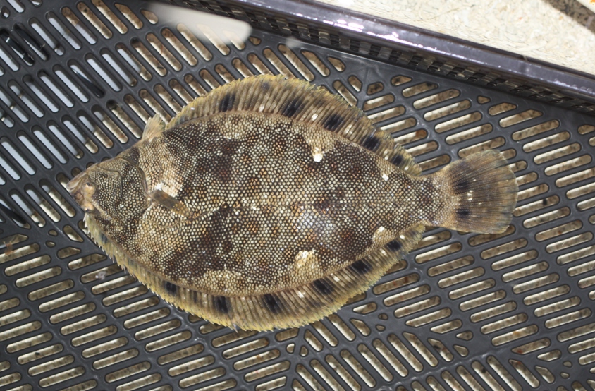 星にな～れ : 真人屋 本店