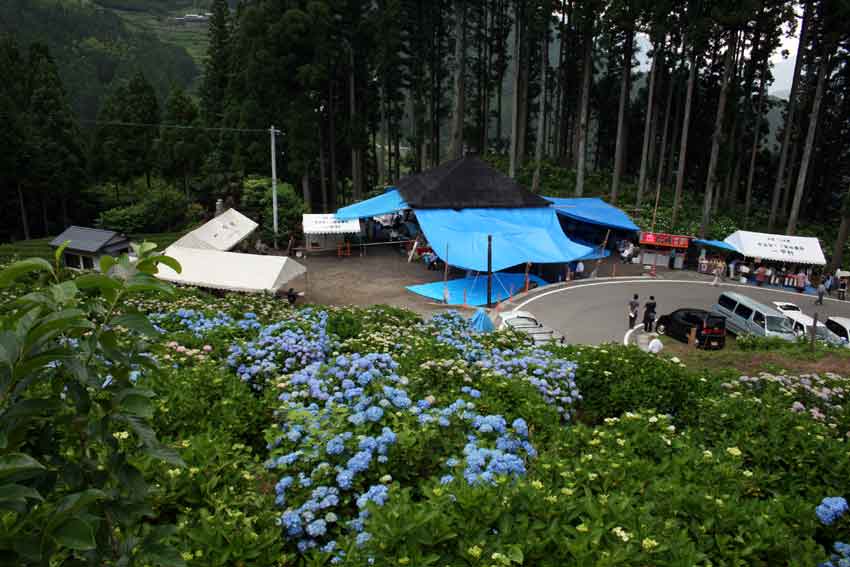 つるぎ町一宇の「久藪あじさい祭り」♪ : すえドンのフォト日記