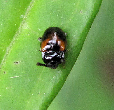 標高1000mくらいで見つけました : 昆虫ブログ むし探検広場