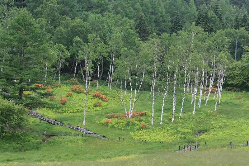 雨とすずらん＠入笠山＆清里 2010・6・26（土）～27（日） : 山と野と