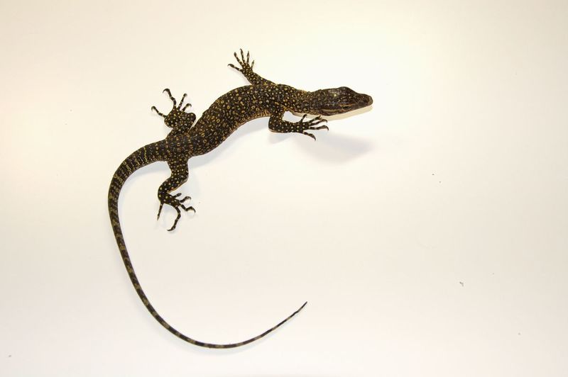 セラムモニター本物初上陸！！新たなるマングローブ伝説の始まりです！ ￥59800 : 爬虫類 販売 専門店 飼育相談 : 関西レプタイルプロ