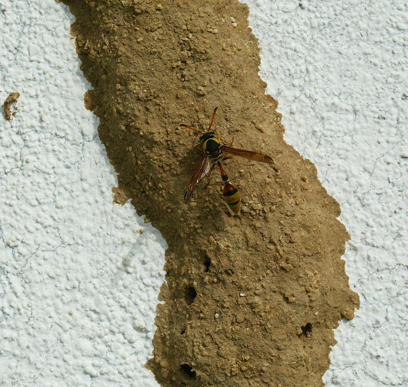 クロスジスズバチ Delta esuriens : 鳥平の自然だより（動物編）