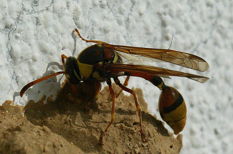 クロスジスズバチ Delta esuriens : 鳥平の自然だより（動物編）