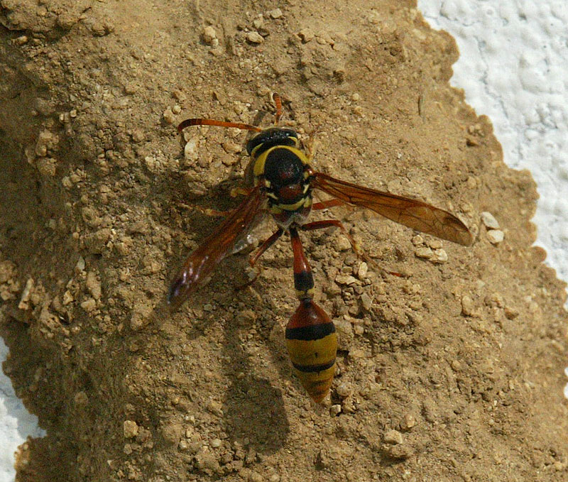 クロスジスズバチ Delta esuriens : 鳥平の自然だより（動物編）