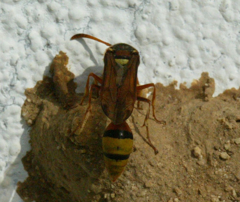 クロスジスズバチ Delta esuriens : 鳥平の自然だより（動物編）