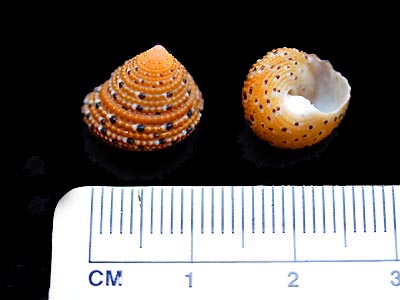 ナツモモ : 福井の打上げ貝