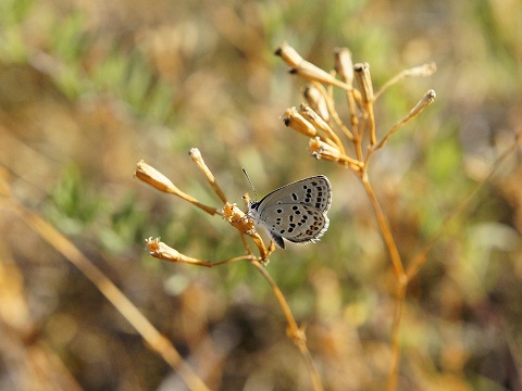 クロツバメとミヤマシジミ : 花蝶風月