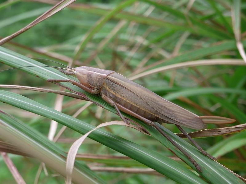 カヤキリ : 『虫央堂』