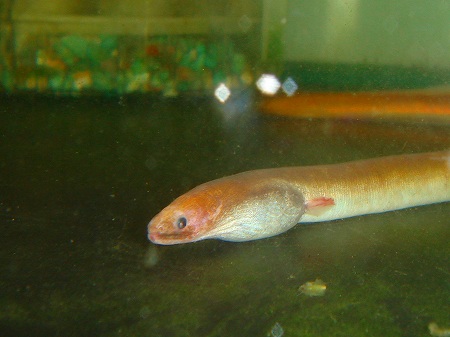 第4のオスフロ！！ : リミックス名東店熱帯魚