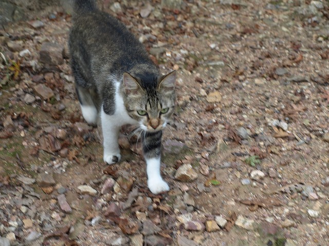 『梅林の猫達大騒ぎ～♪』 : 自然風の自然風だより