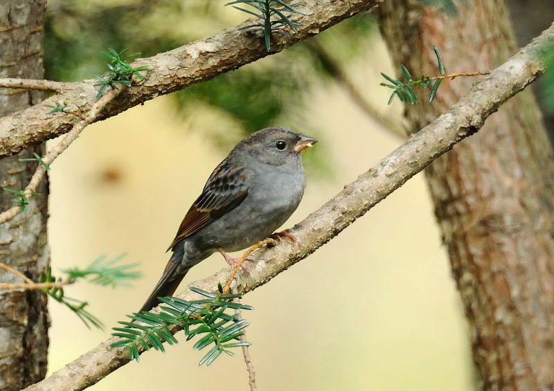 クロジ : 野鳥図鑑 （日本の野鳥650参考 真木広造氏）