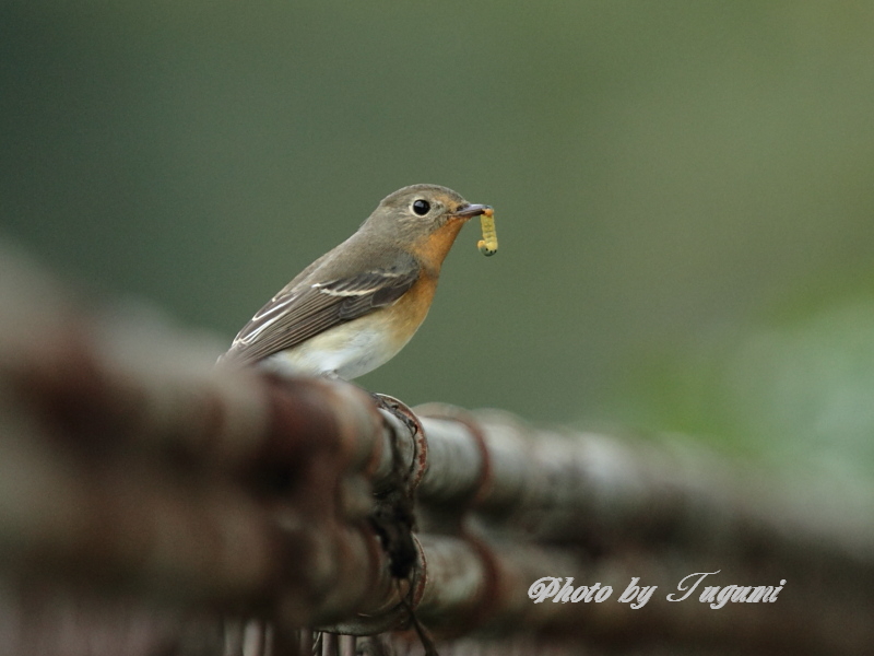 ムギマキ その2（幼鳥と成鳥） : 花鳥風月に遊ぶ
