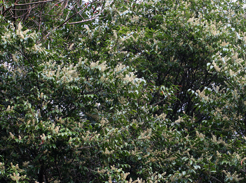 リンボク Prunus spinulosa : 鳥平の自然だより（植物編）