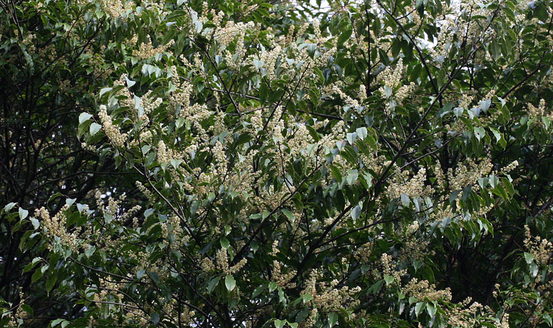 リンボク Prunus spinulosa : 鳥平の自然だより（植物編）
