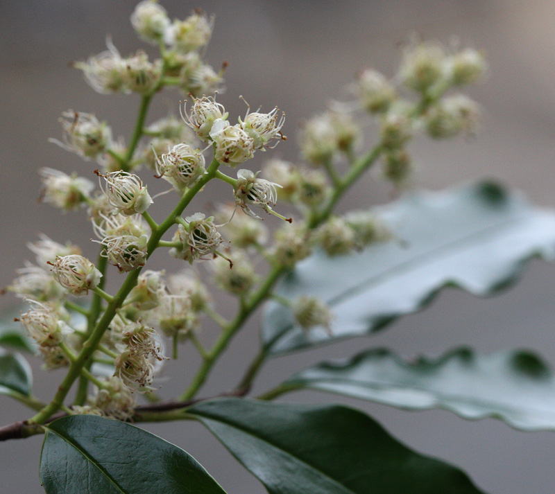 リンボク Prunus spinulosa : 鳥平の自然だより（植物編）