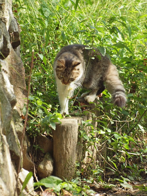 『梅林猫の梅之介♀ちゃん・今日は忙しそう・・・』 : 自然風の自然風だより