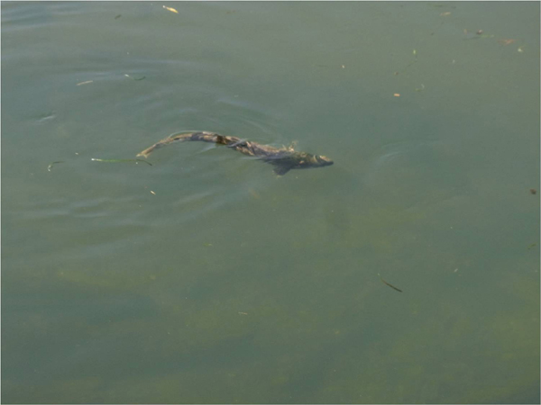 遠賀川で!?【遠賀川／西村】 : 九州大学景観研究室のブログ
